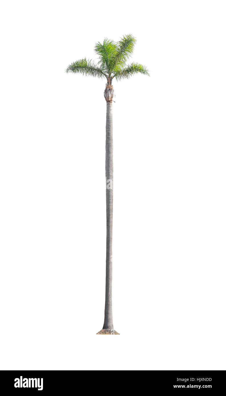 Beau vert grand palmier isolé sur fond blanc Photo Stock - Alamy