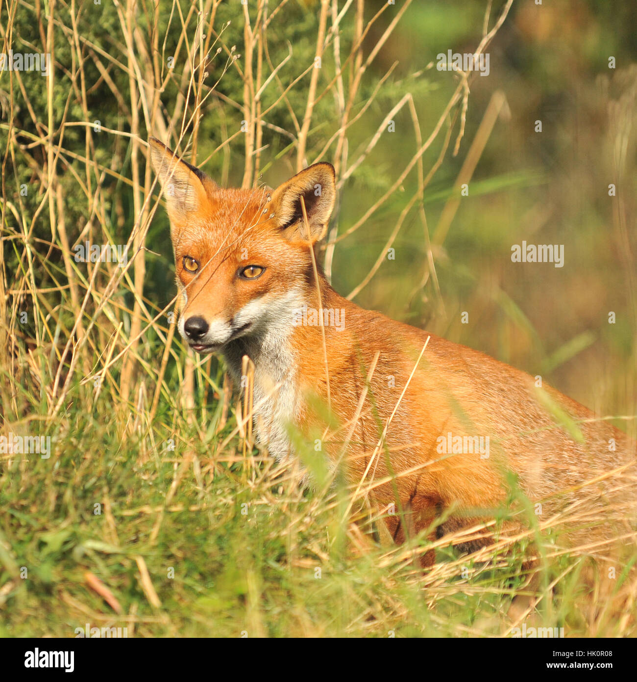 Profil de renard roux vulpes vulpes Banque de photographies et d’images ...