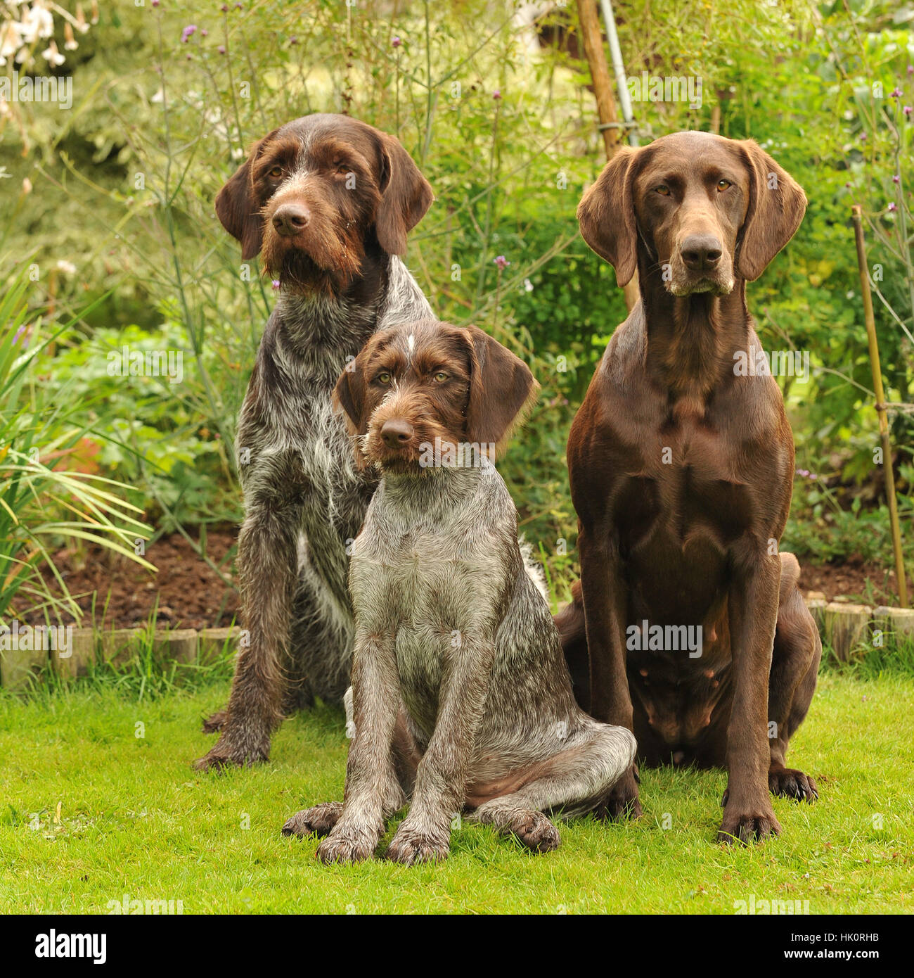 Braque allemand et braque allemand Photo Stock - Alamy