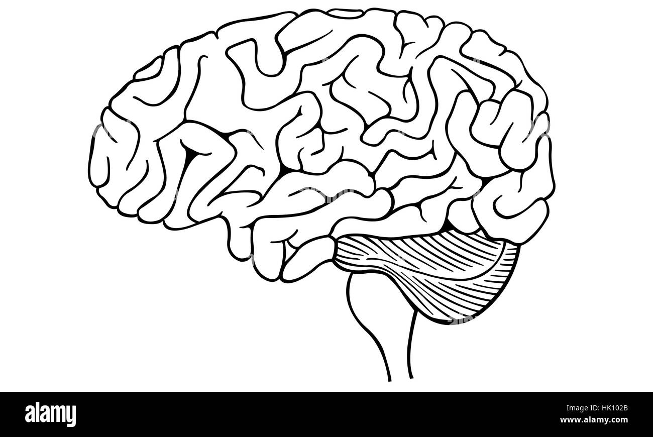 Anatomie du cerveau cortex Banque d'images noir et blanc - Alamy