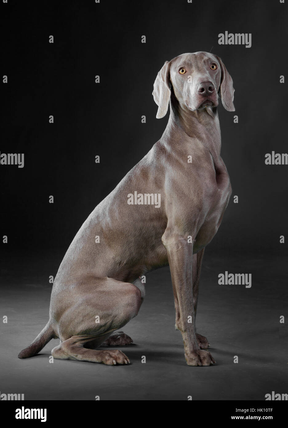 Weimaraner and rhodesian ridgeback Banque de photographies et d’images ...