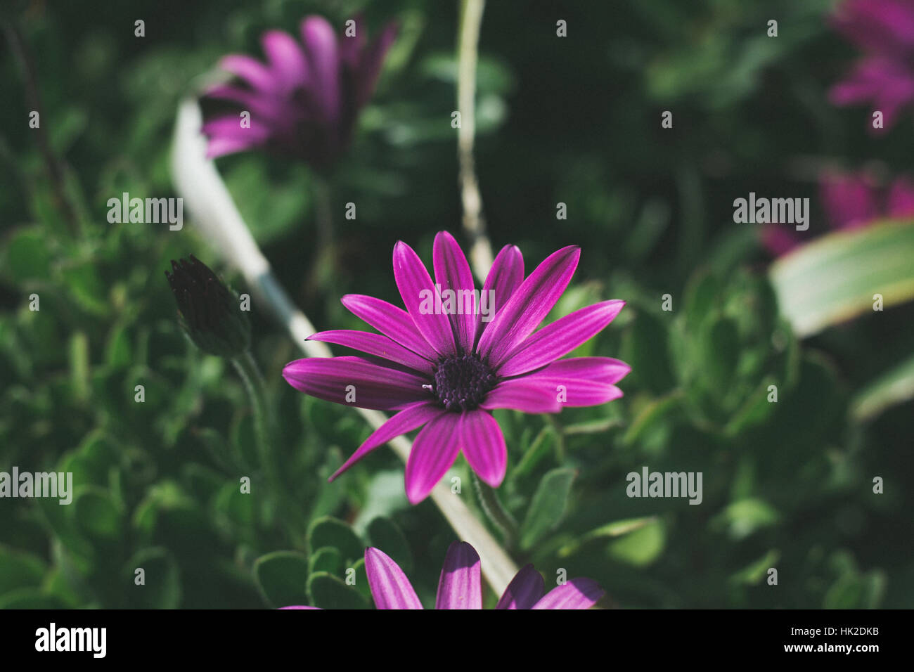 Fleurs sauvages roses Banque de photographies et d’images à haute ...