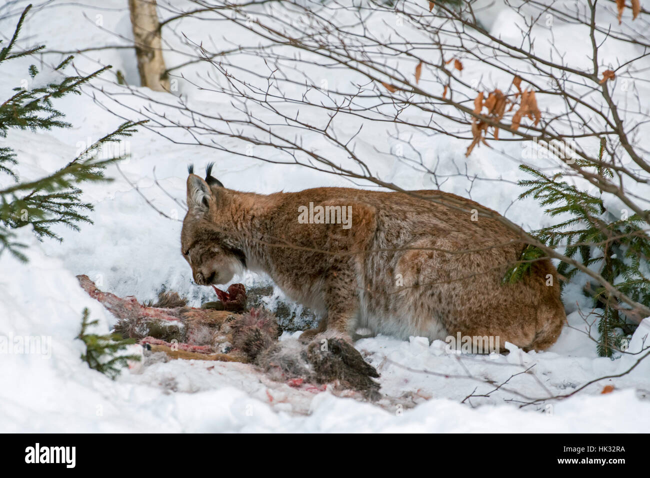Eurasian Lynx Lynx Lynx Hunting Banque d'image et photos - Alamy