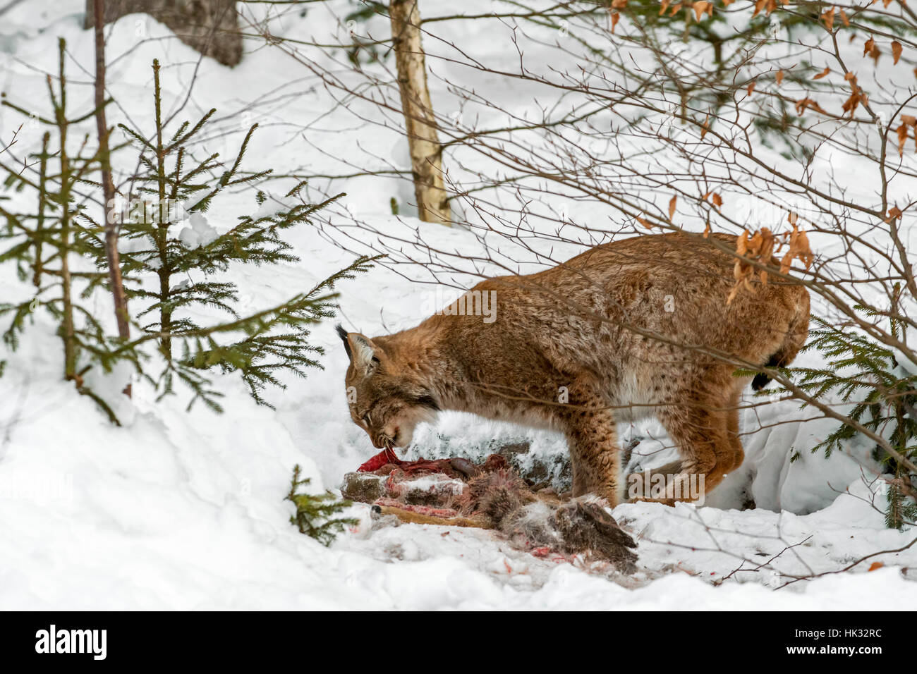 Lynx kill Banque de photographies et d’images à haute résolution - Alamy