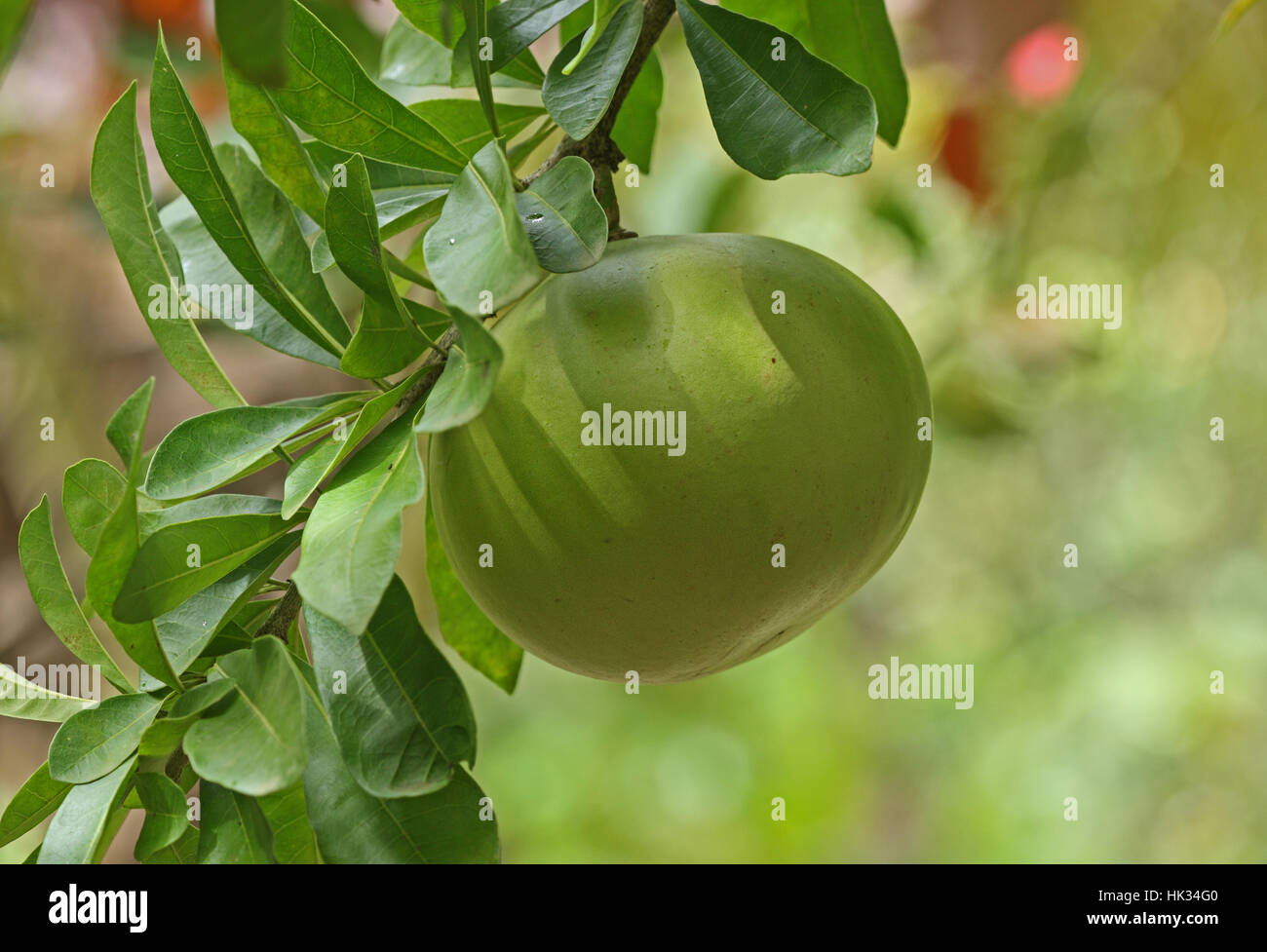 Arbres fruitiers antillais Banque de photographies et d’images à haute ...