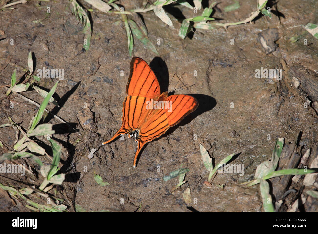Parc national alto madidi Banque de photographies et d’images à haute ...