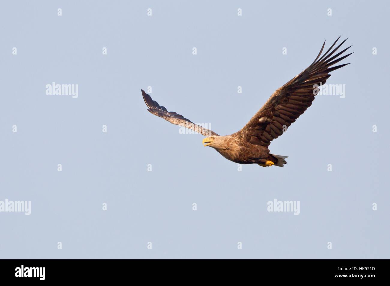 Vol volant Banque de photographies et d’images à haute résolution - Alamy