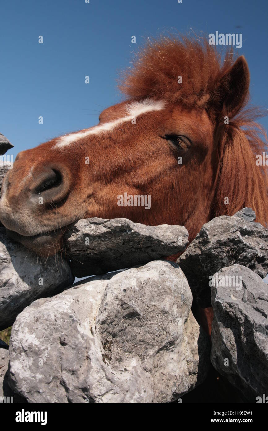 Mur et cheval Banque de photographies et d’images à haute résolution ...