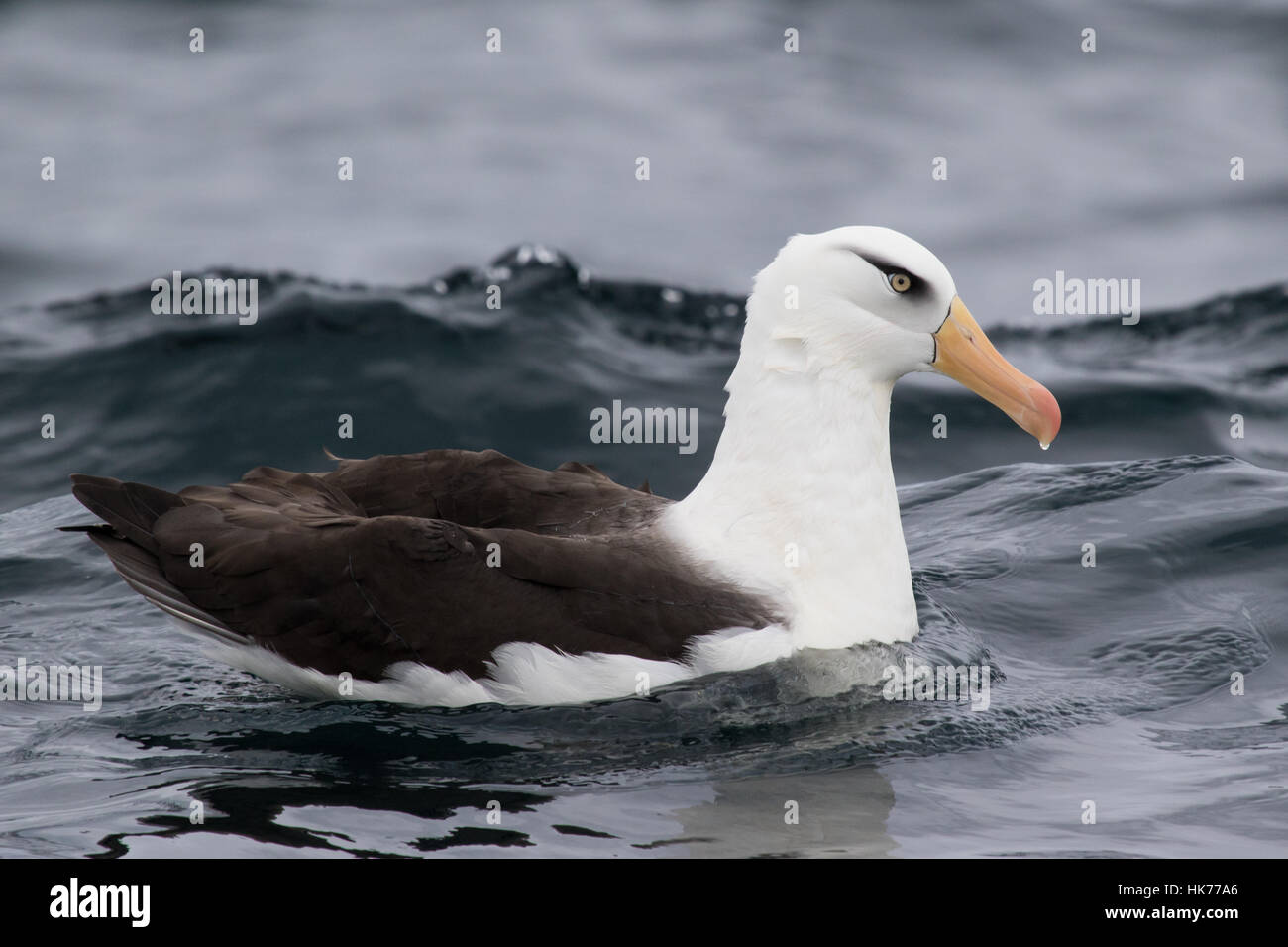 Campbells albatros Banque de photographies et d’images à haute ...