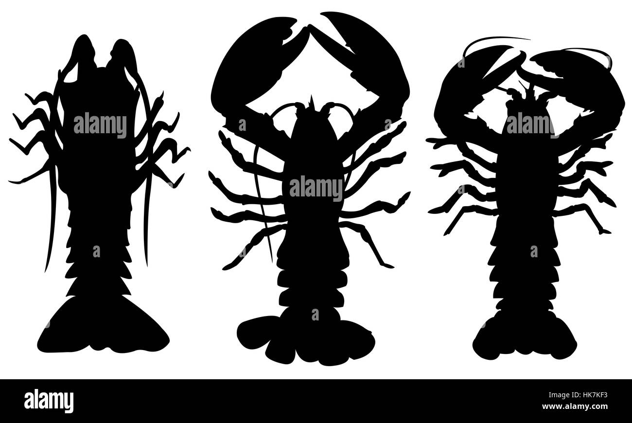 Illustration des différents types de homards Photo Stock - Alamy