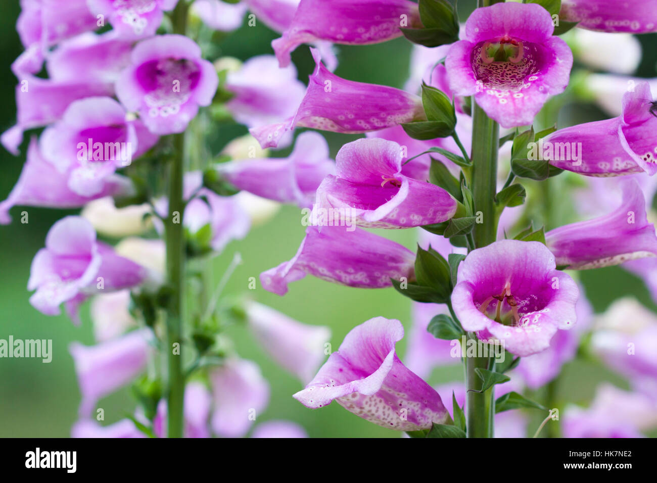 Fleurs en forme de calice Banque de photographies et d’images à haute ...