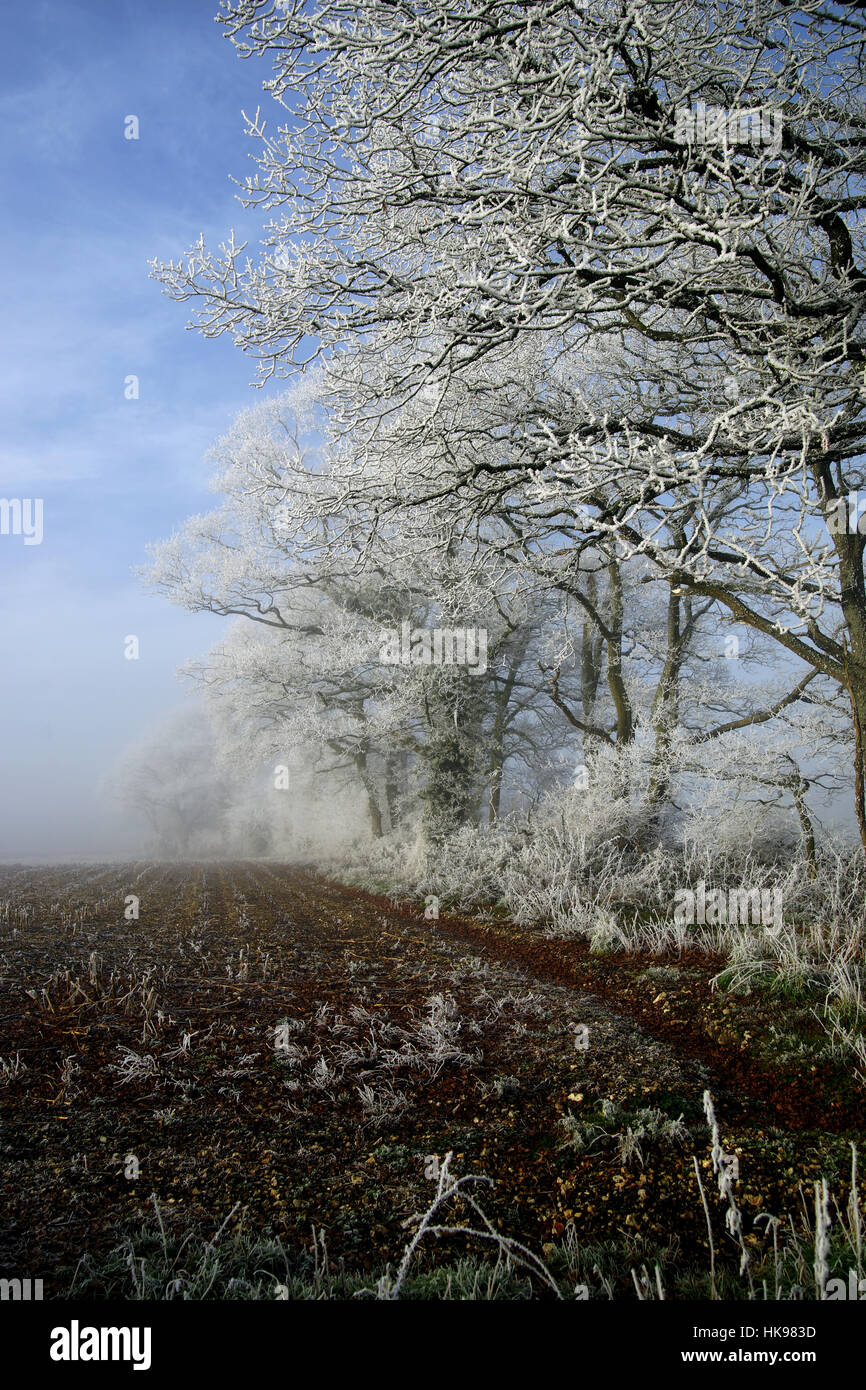 Brouillard et givre Banque de photographies et d’images à haute ...