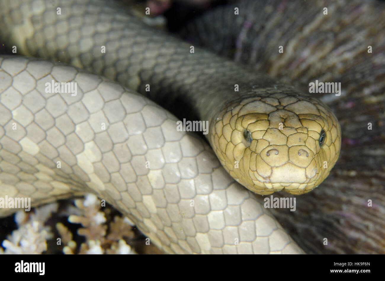 Serpent de mer olive aipysurus laevis Banque de photographies et d ...
