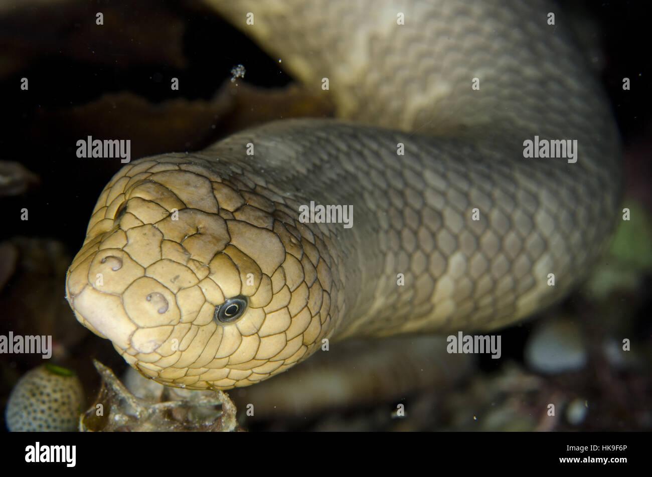 Serpent de mer olive aipysurus laevis Banque de photographies et d ...