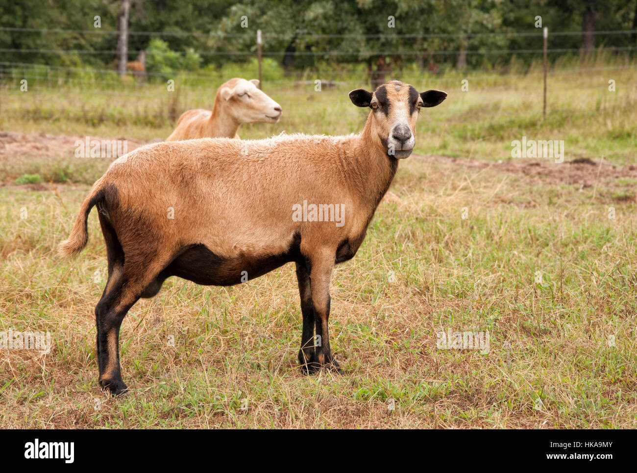 Barbados blackbelly sheep Banque de photographies et d’images à haute ...