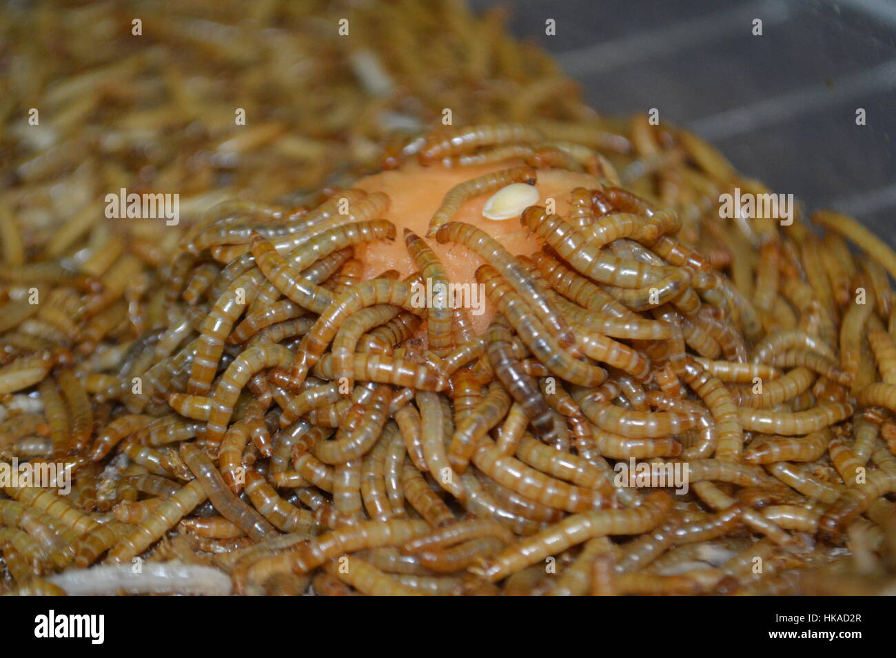 vers de farine Photo Stock - Alamy