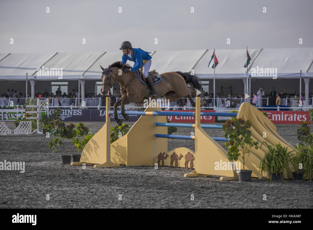Action de saut de cheval Banque de photographies et d’images à haute ...