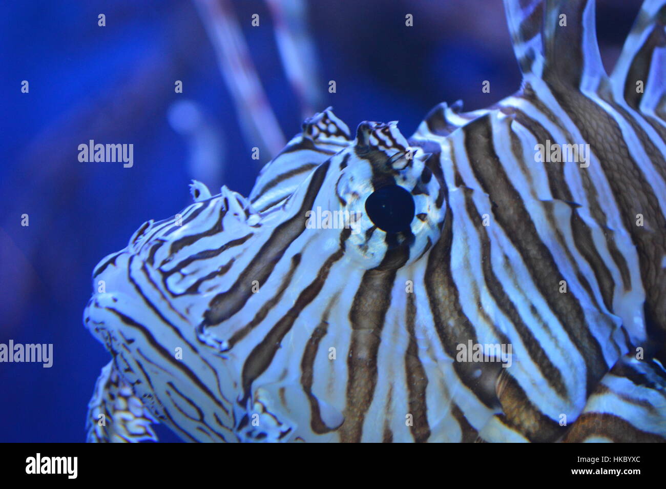 Poissons lions Banque de photographies et d’images à haute résolution ...