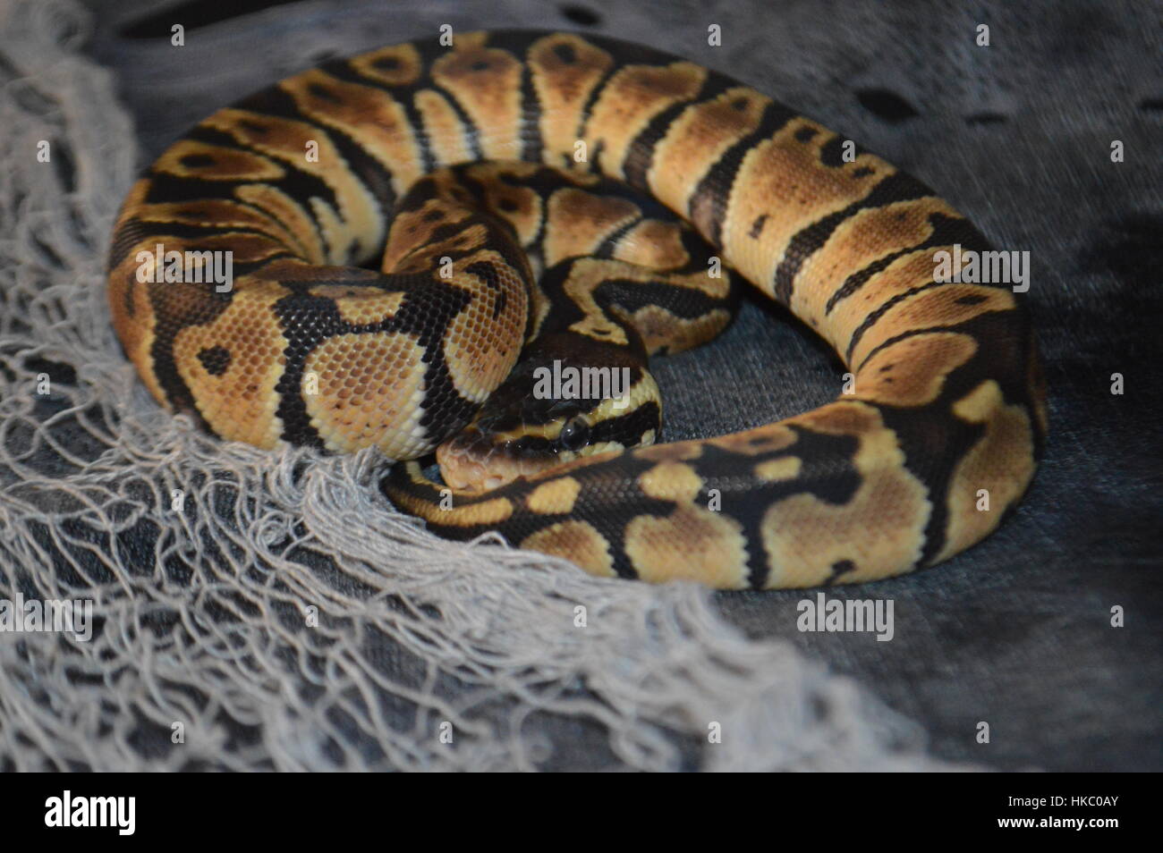Ball python morph Banque de photographies et d’images à haute ...