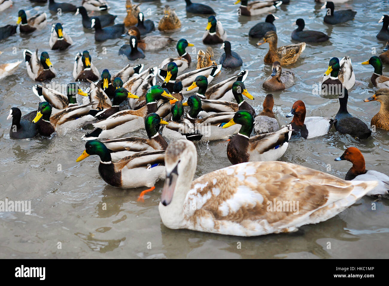 Différents types de canards sur la plage Photo Stock - Alamy
