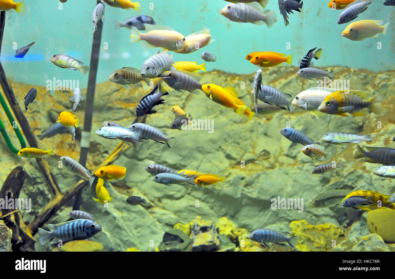 African fishes Banque de photographies et d’images à haute résolution ...