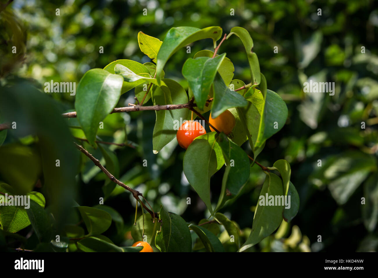 Cueillir des fruits dans une ferme Banque de photographies et d’images ...