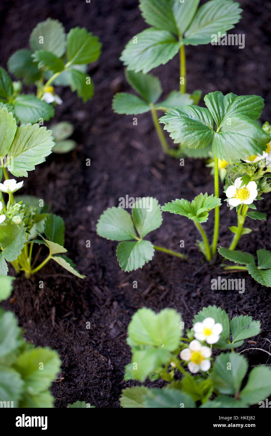 Fleur de fraise Banque de photographies et d’images à haute résolution ...