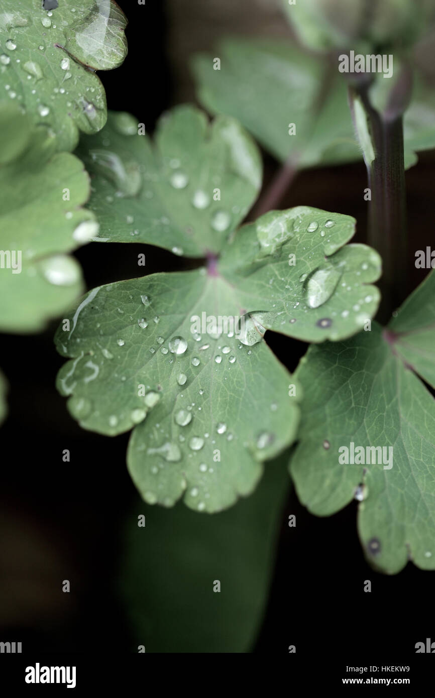 Plante verte humide Banque de photographies et d’images à haute ...