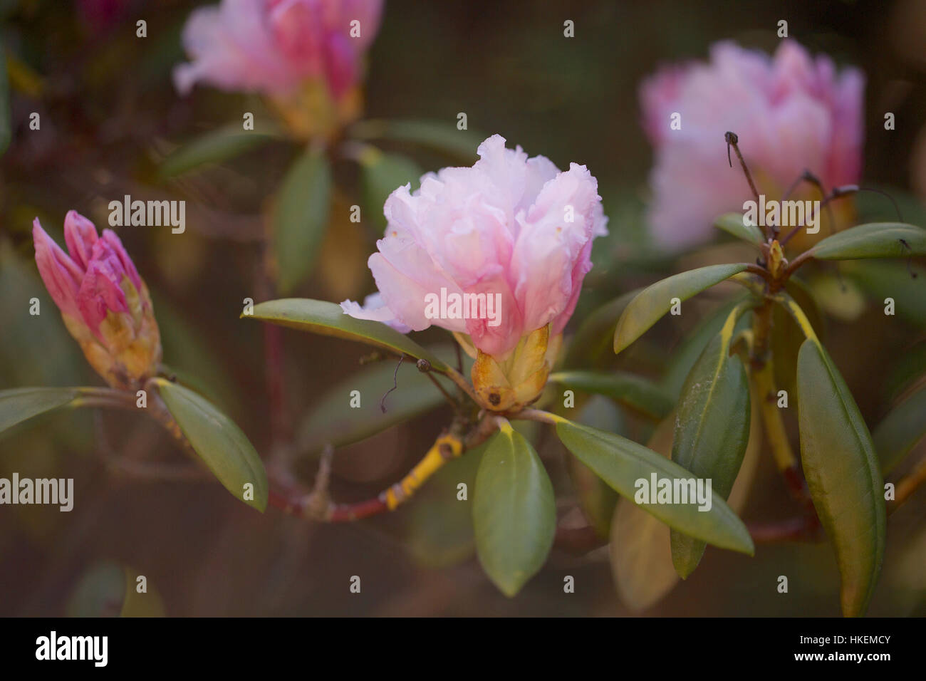 Corolle rose Banque de photographies et d’images à haute résolution - Alamy