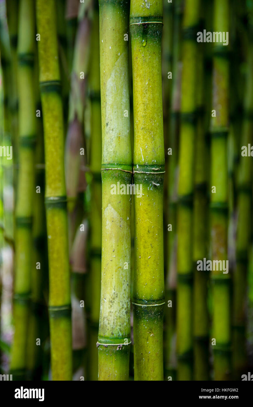 Chusquea Gigantea Bamboo Banque d'image et photos - Alamy