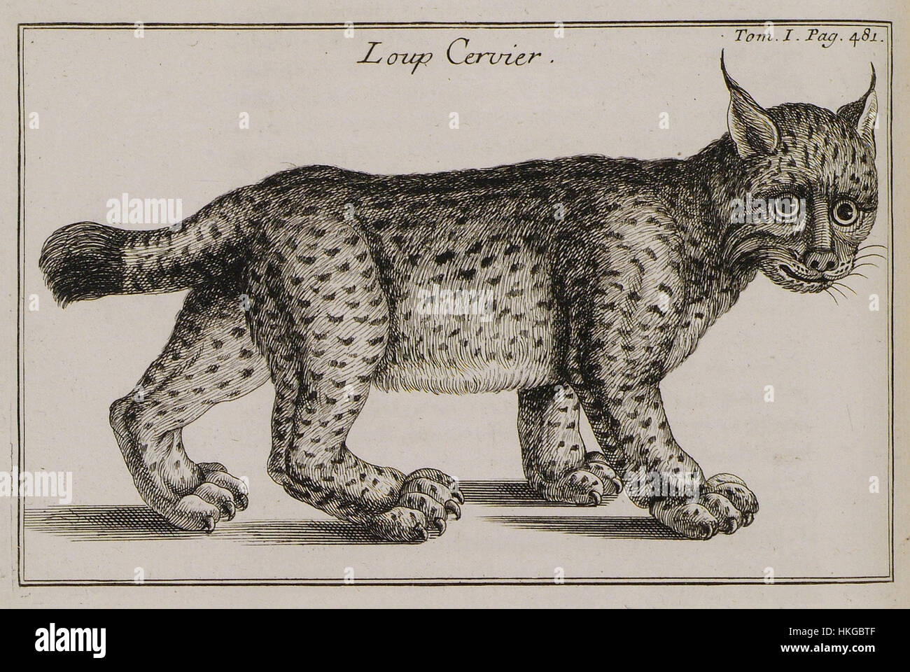 Loup Cervier Banque d'image et photos - Alamy
