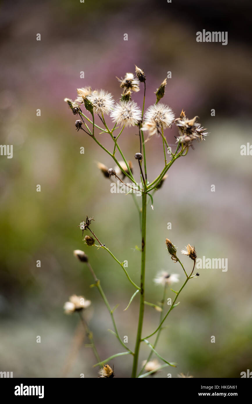 Fleurs de la forêt et de fleurs au printemps qui fleurit dans l ...