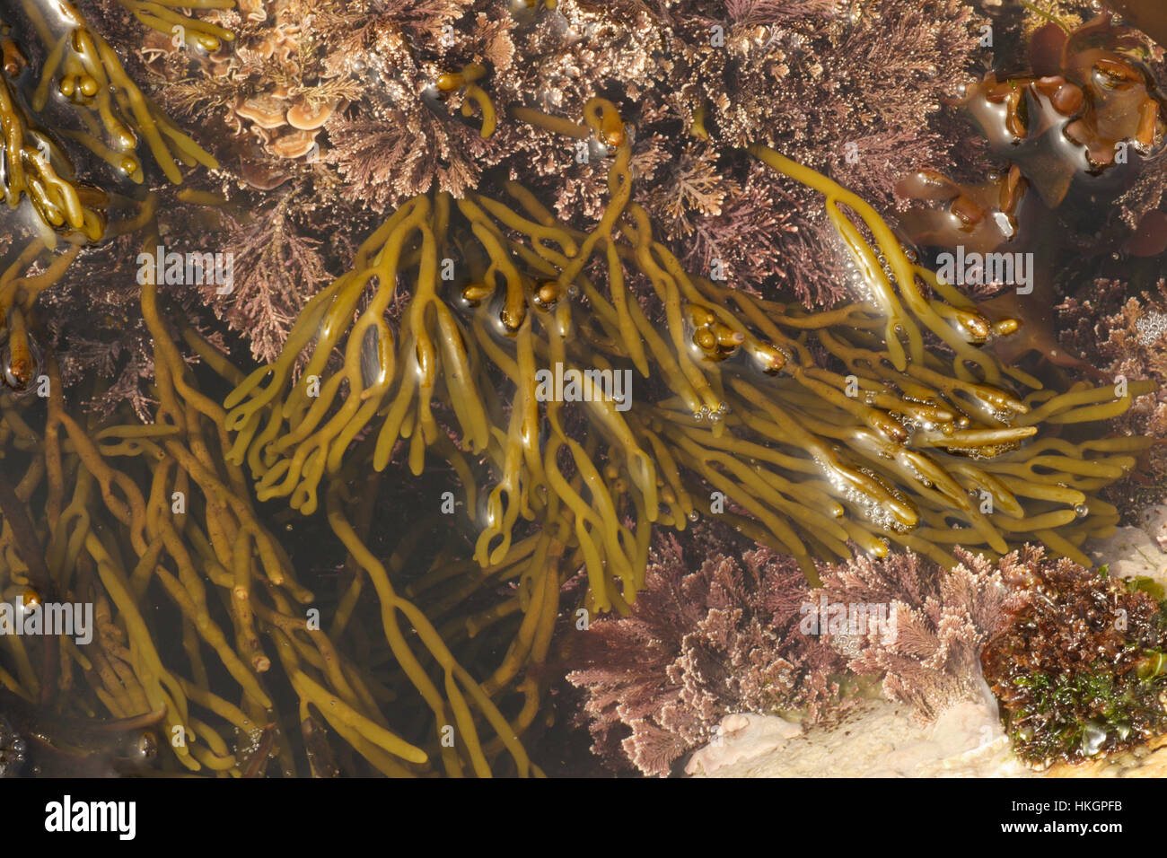 Les algues brunes - Bifurcaria bifurcata Photo Stock - Alamy