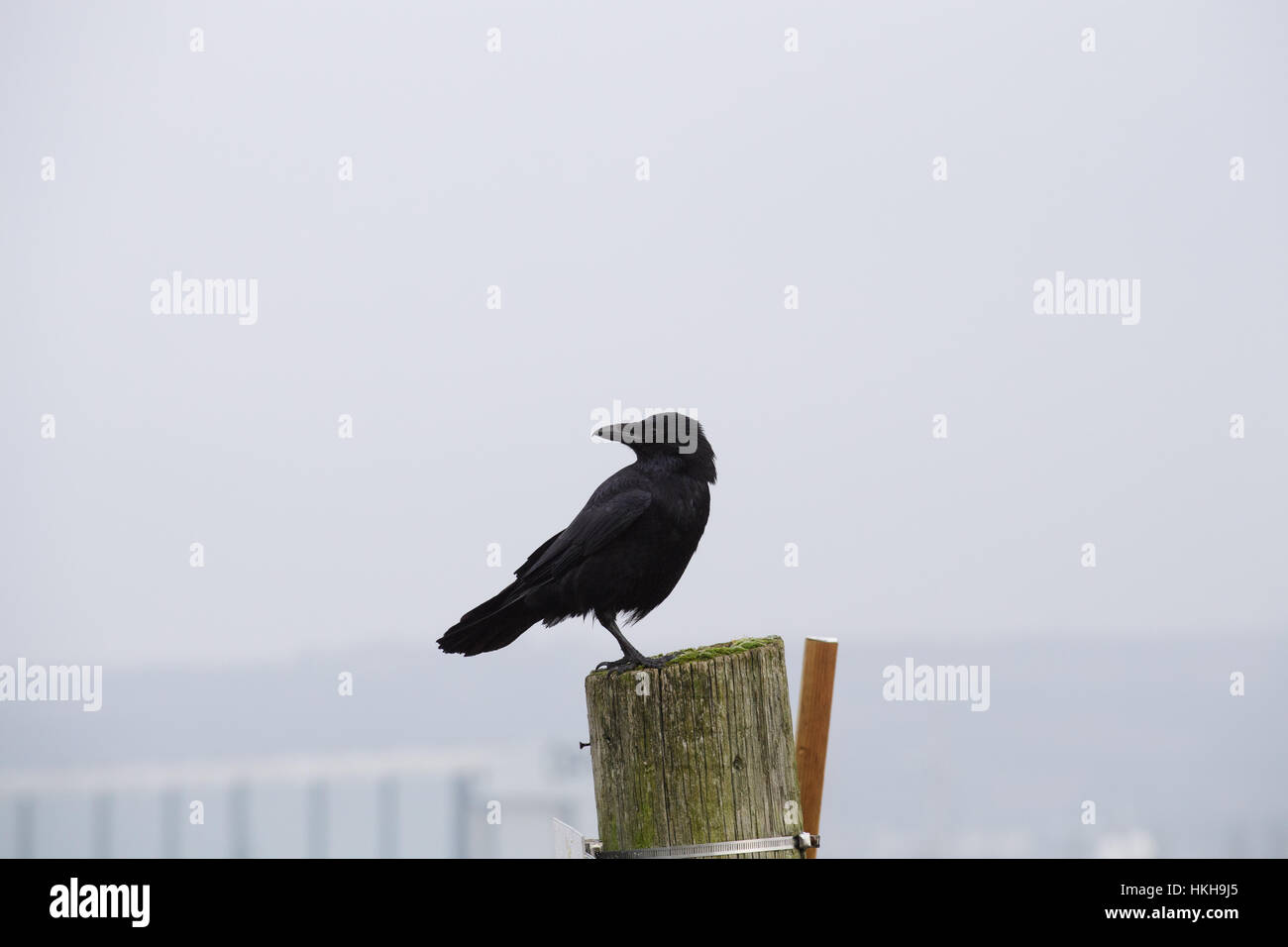 Corbeau dans une zone côtière du Royaume-Uni perché sur un poteau avec ...