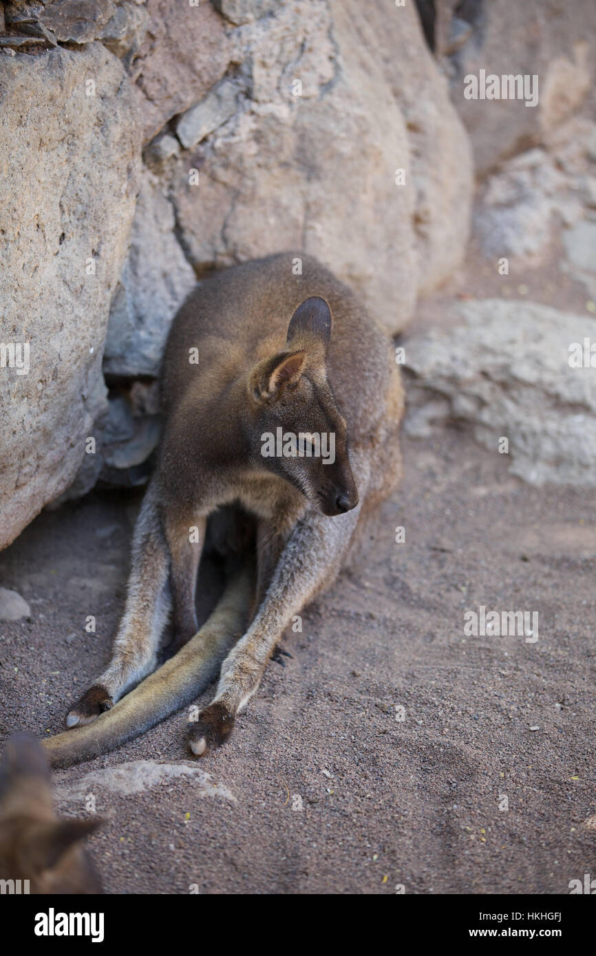 Queue En Alerte Banque d'image et photos - Alamy