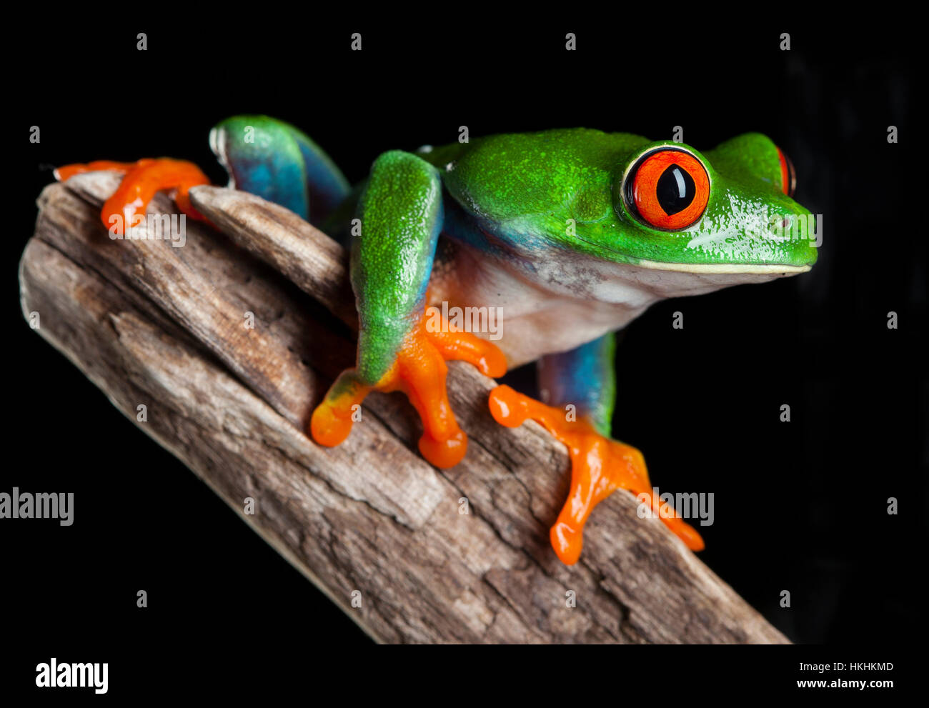 Têtards De Grenouille Banque d'image et photos - Alamy