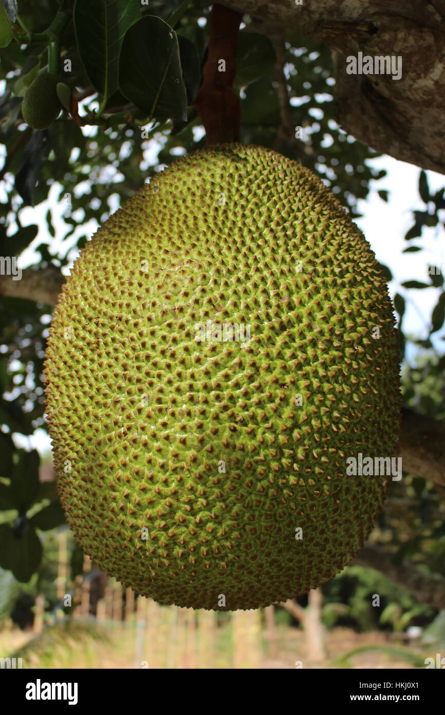 Jak tree Banque de photographies et d’images à haute résolution - Alamy
