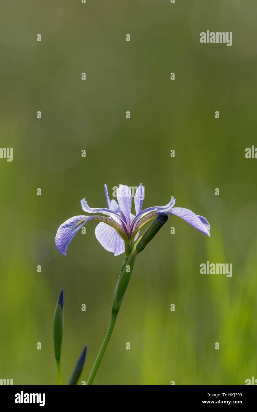 Larger blue flag iris iris versicolor Banque de photographies et d ...