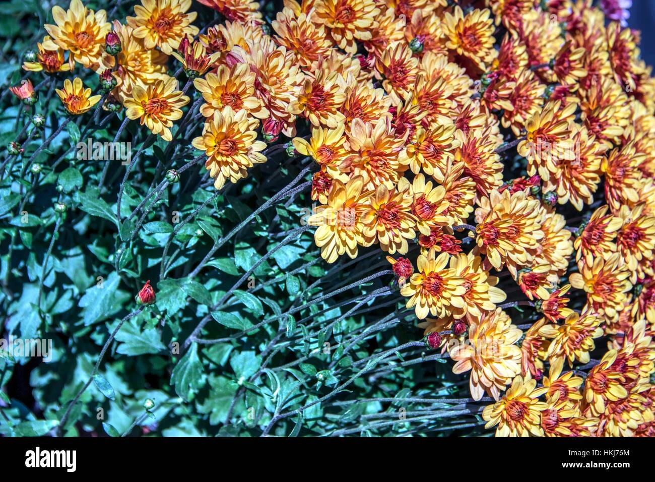 Toutes sortes de fleurs Banque de photographies et d’images à haute ...