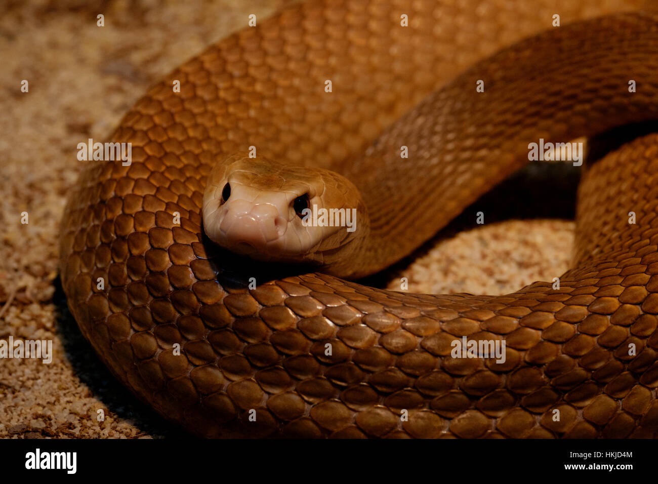 Taipan serpent Banque de photographies et d’images à haute résolution ...