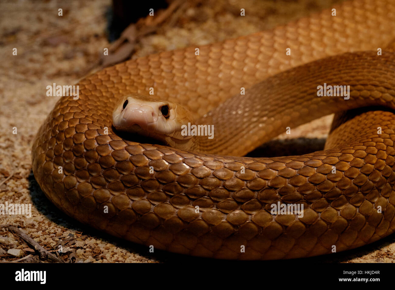 Taipan serpent Banque de photographies et d’images à haute résolution ...