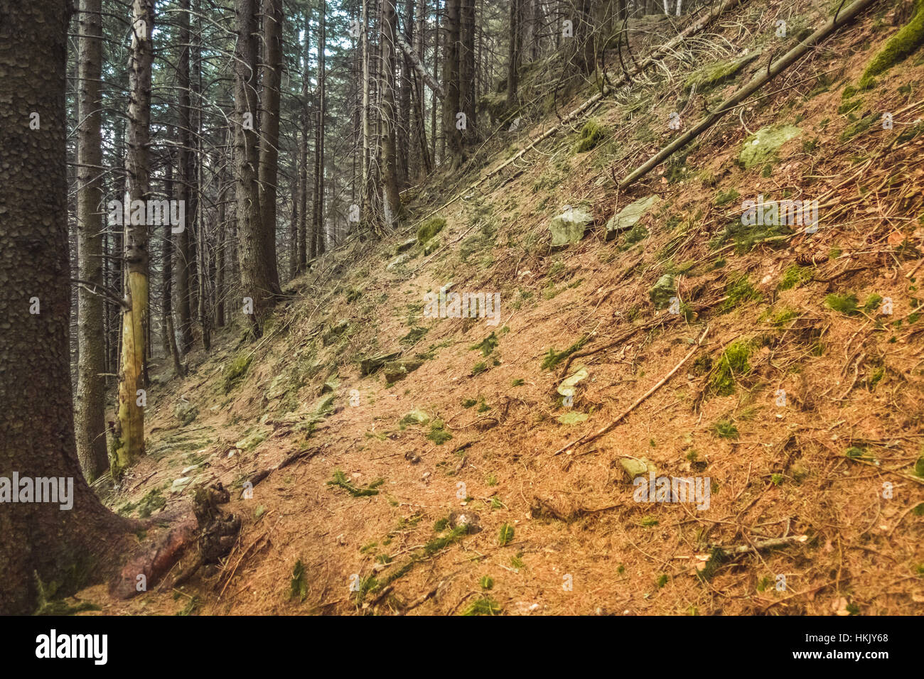 Pente raide et la forêt de montagne Photo Stock - Alamy