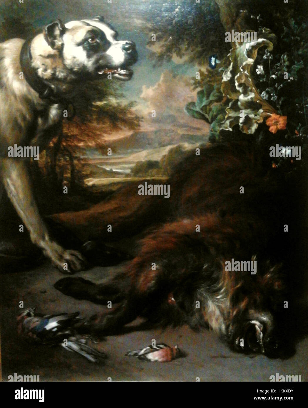 Sanglier mort Banque de photographies et d’images à haute résolution ...