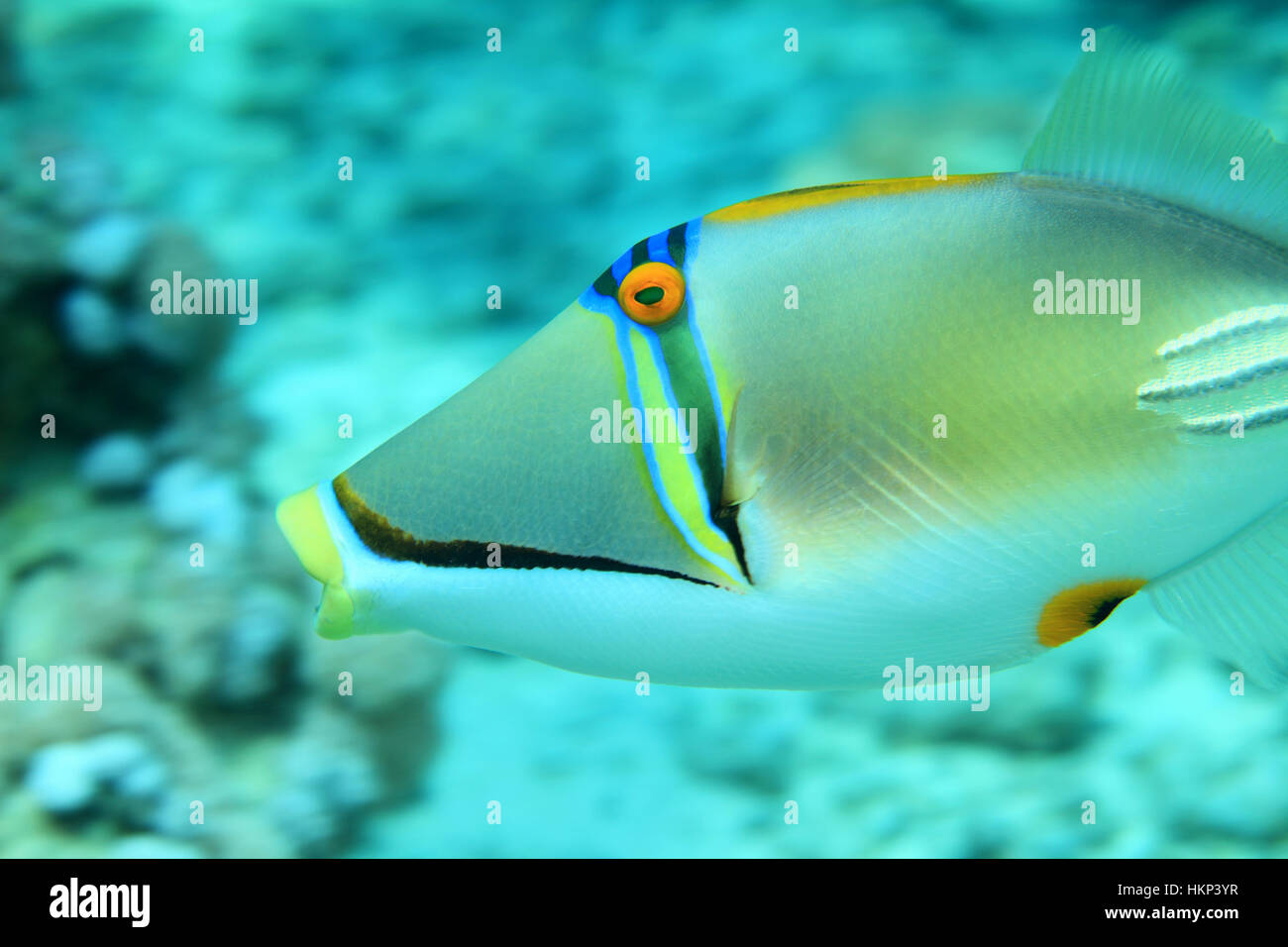 (Rhinecanthus assasi baliste Picasso) sous l'eau à la barrière de ...