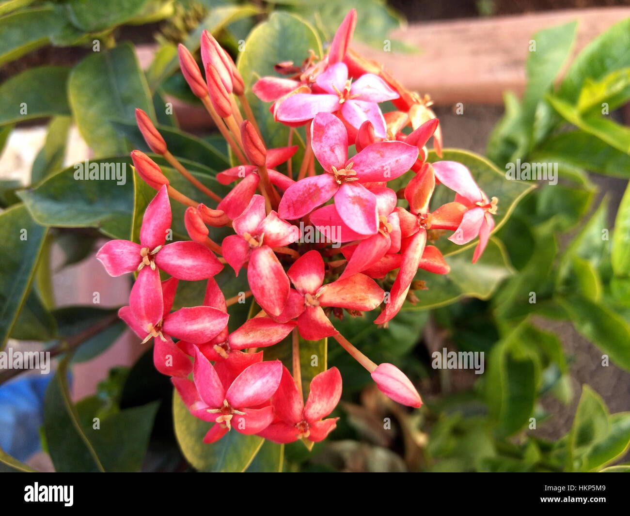 Le bouquet de fleurs pousse Banque de photographies et d’images à haute ...