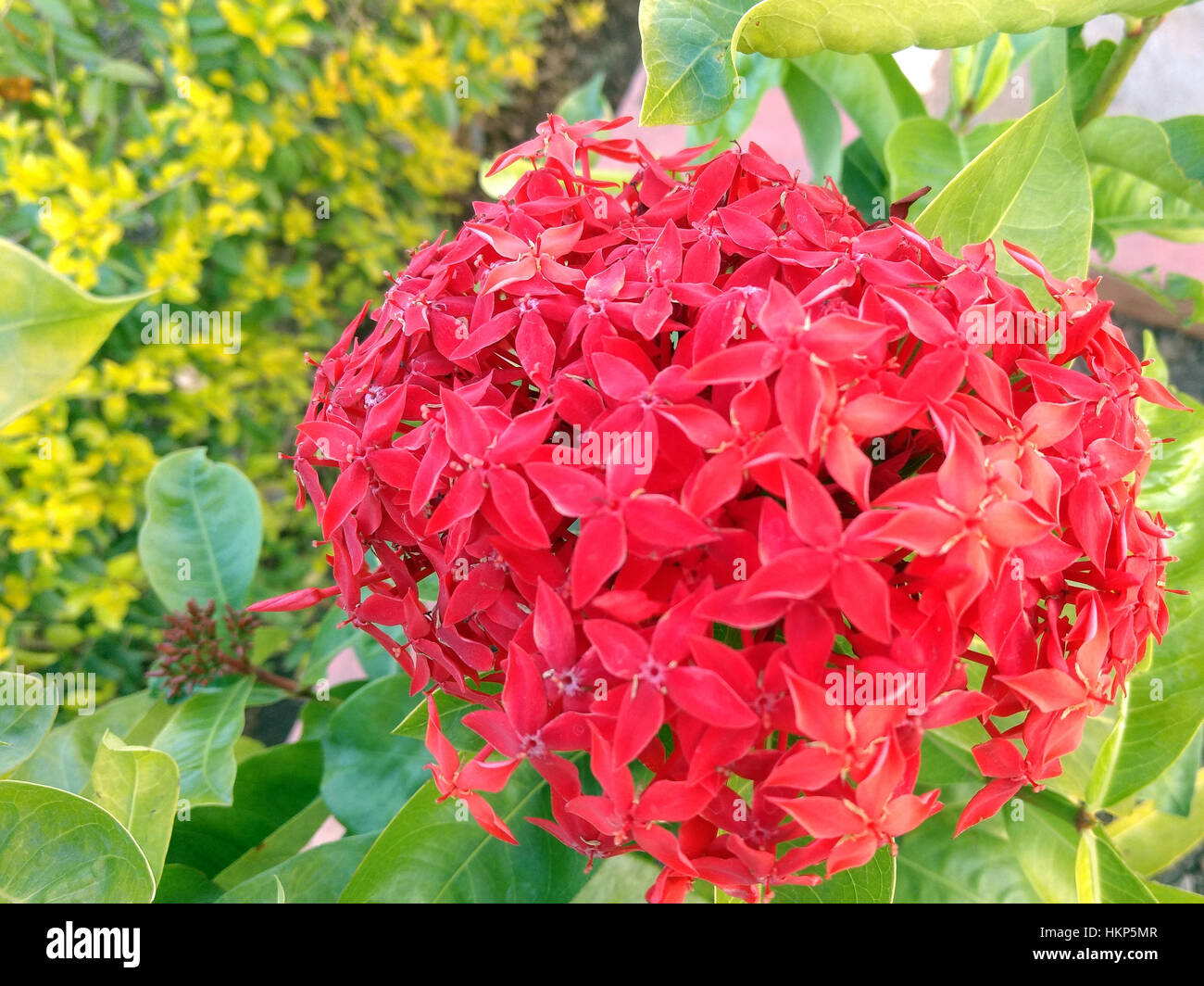Le bouquet de fleurs pousse Banque de photographies et d’images à haute ...