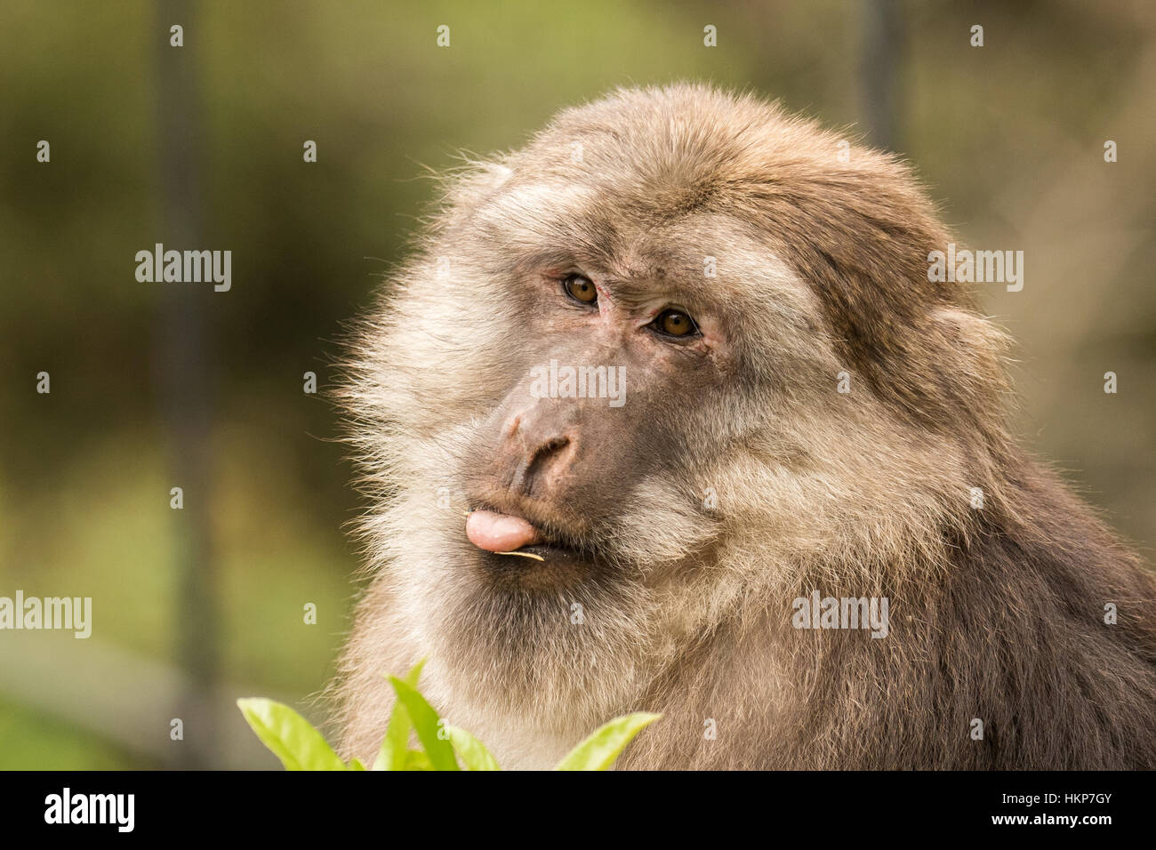 Tibetan macaque Banque de photographies et d’images à haute résolution ...