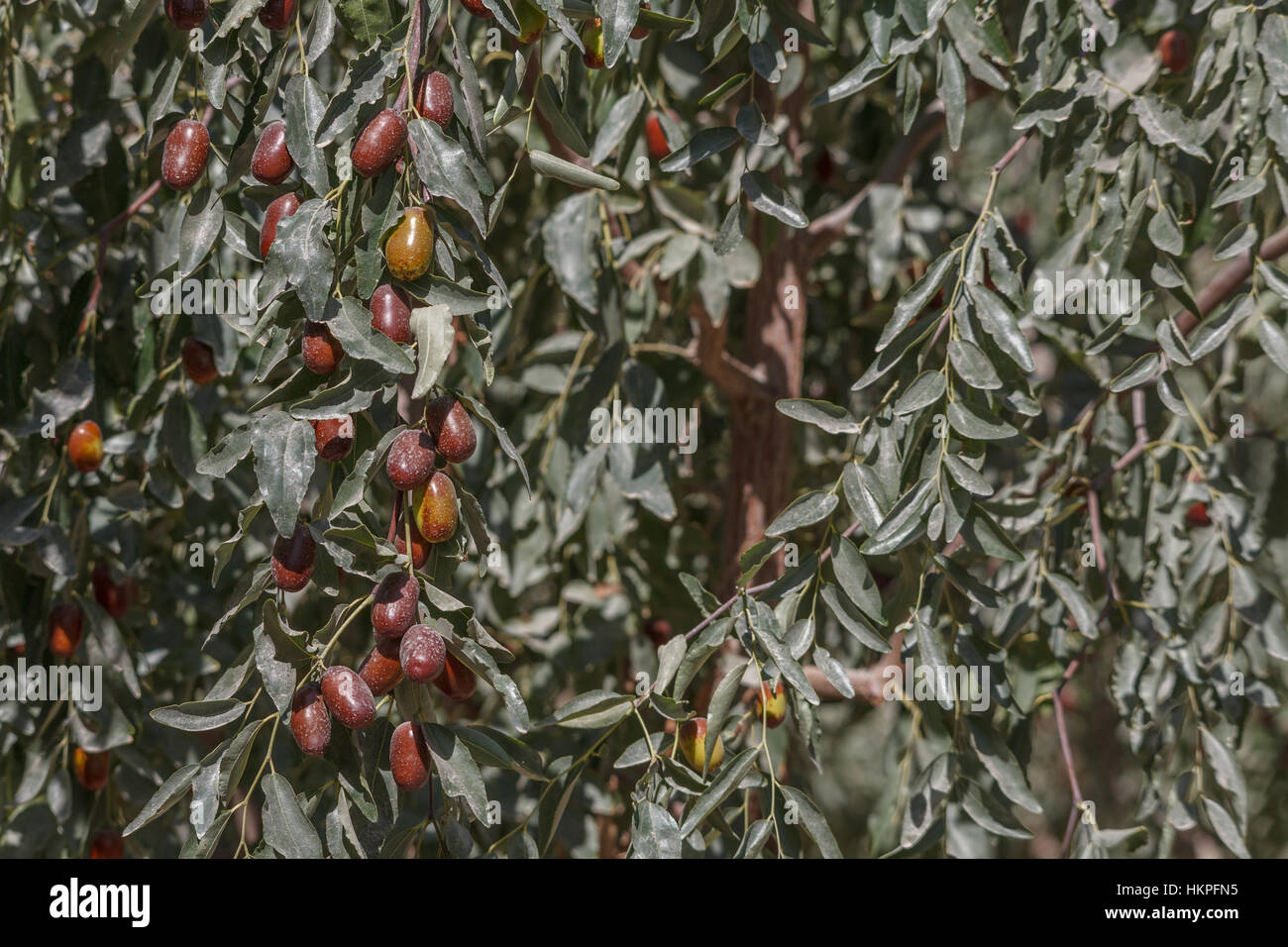 Arbre de dattes avec des fruits Banque de photographies et d’images à ...