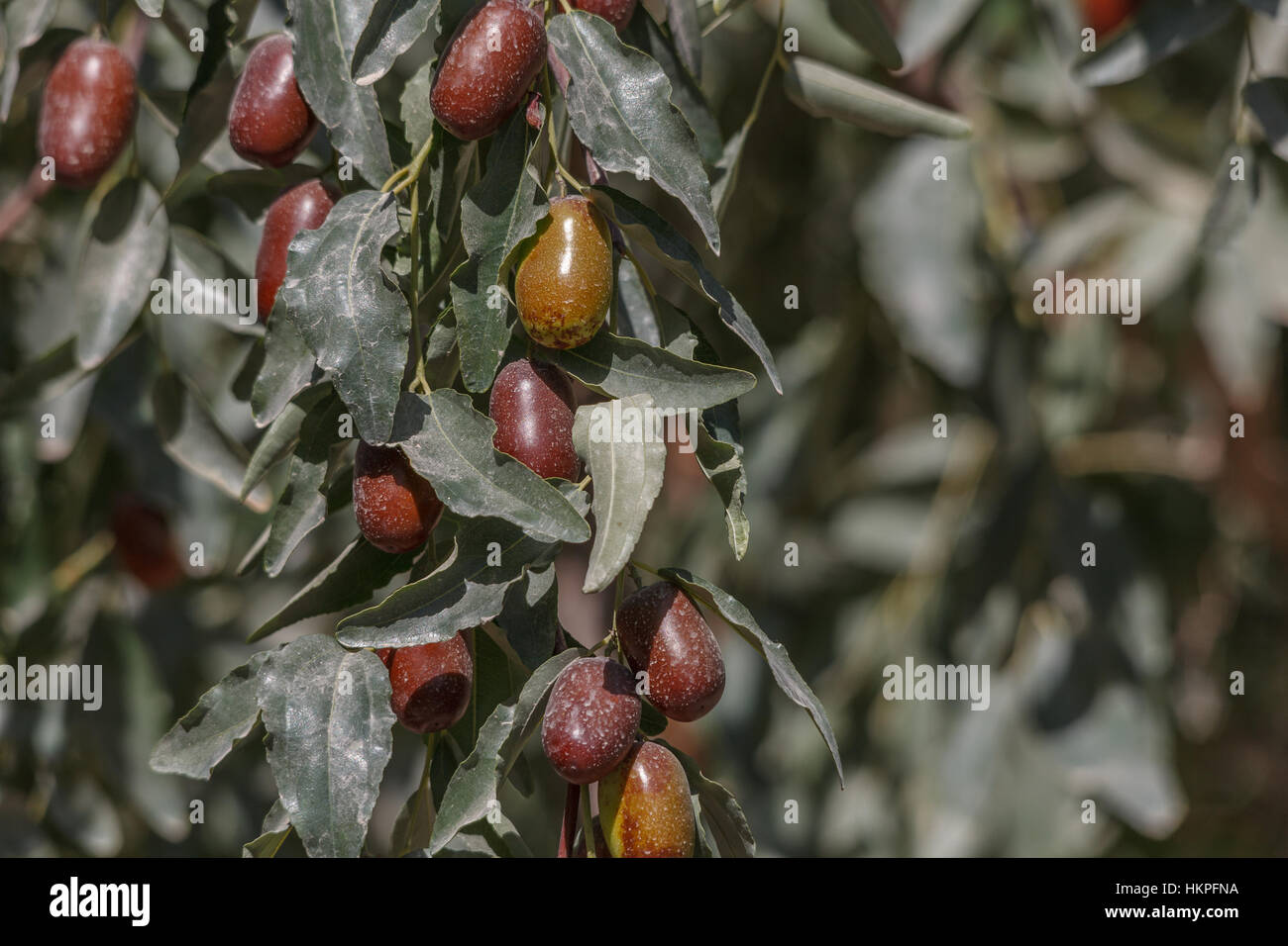 Arbre de dattes avec des fruits Banque de photographies et d’images à ...