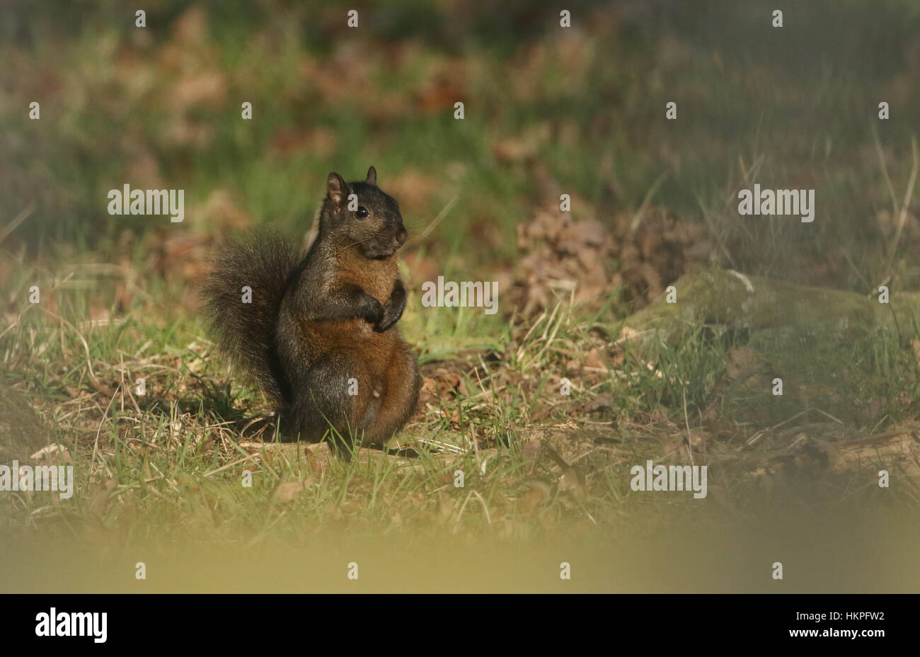 Black squirrel sciurus carolinensis Banque de photographies et d’images ...